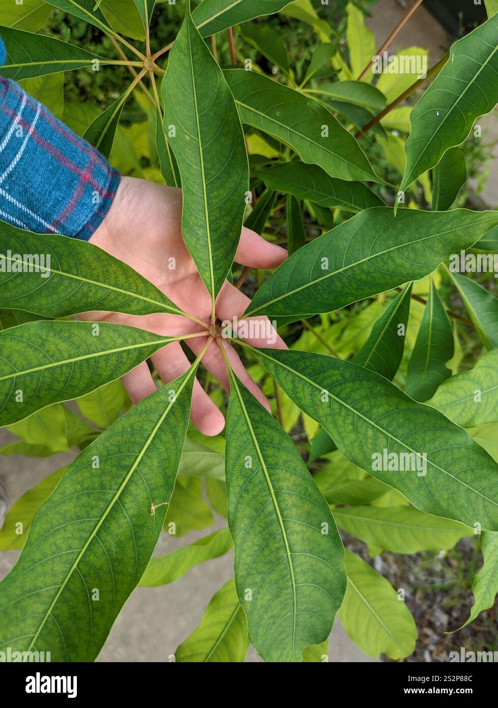 Australian Umbrella Tree (Heptapleurum actinophyllum Stock Photo - Alamy