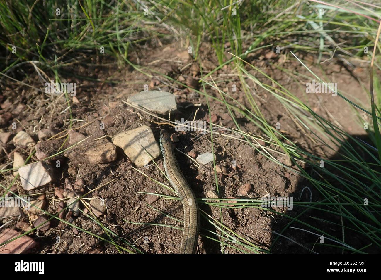 Breyer's Long-tailed Seps (Tetradactylus breyeri Stock Photo - Alamy