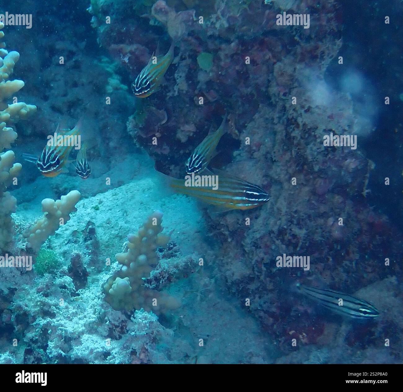 Yellowstriped Cardinalfish (Ostorhinchus cyanosoma Stock Photo - Alamy