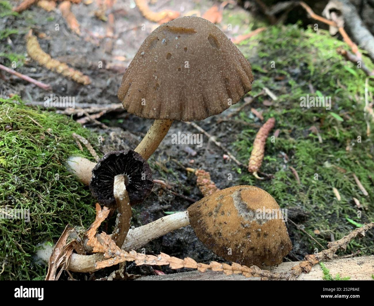 spring brittlestem (Psathyrella spadiceogrisea Stock Photo - Alamy
