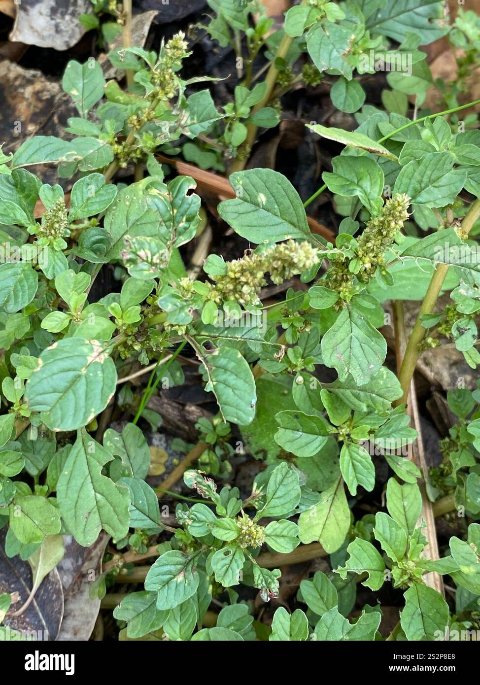 green amaranth (Amaranthus viridis Stock Photo - Alamy