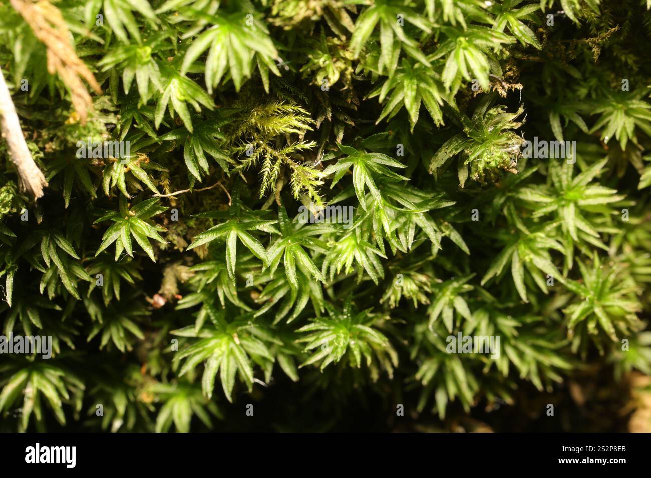 Catherine's moss (Atrichum undulatum Stock Photo - Alamy