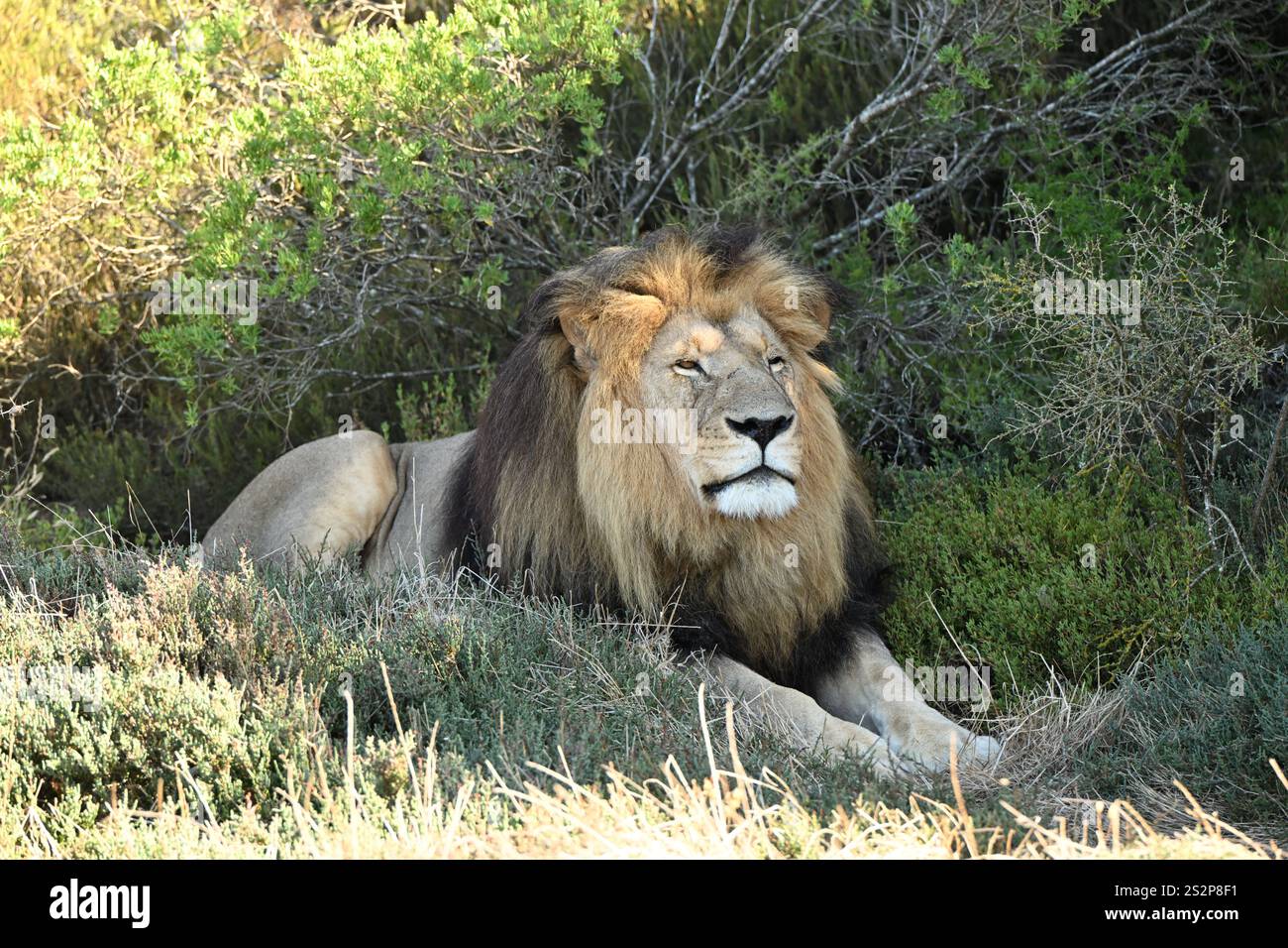 Lion in jungle hi-res stock photography and images - Alamy