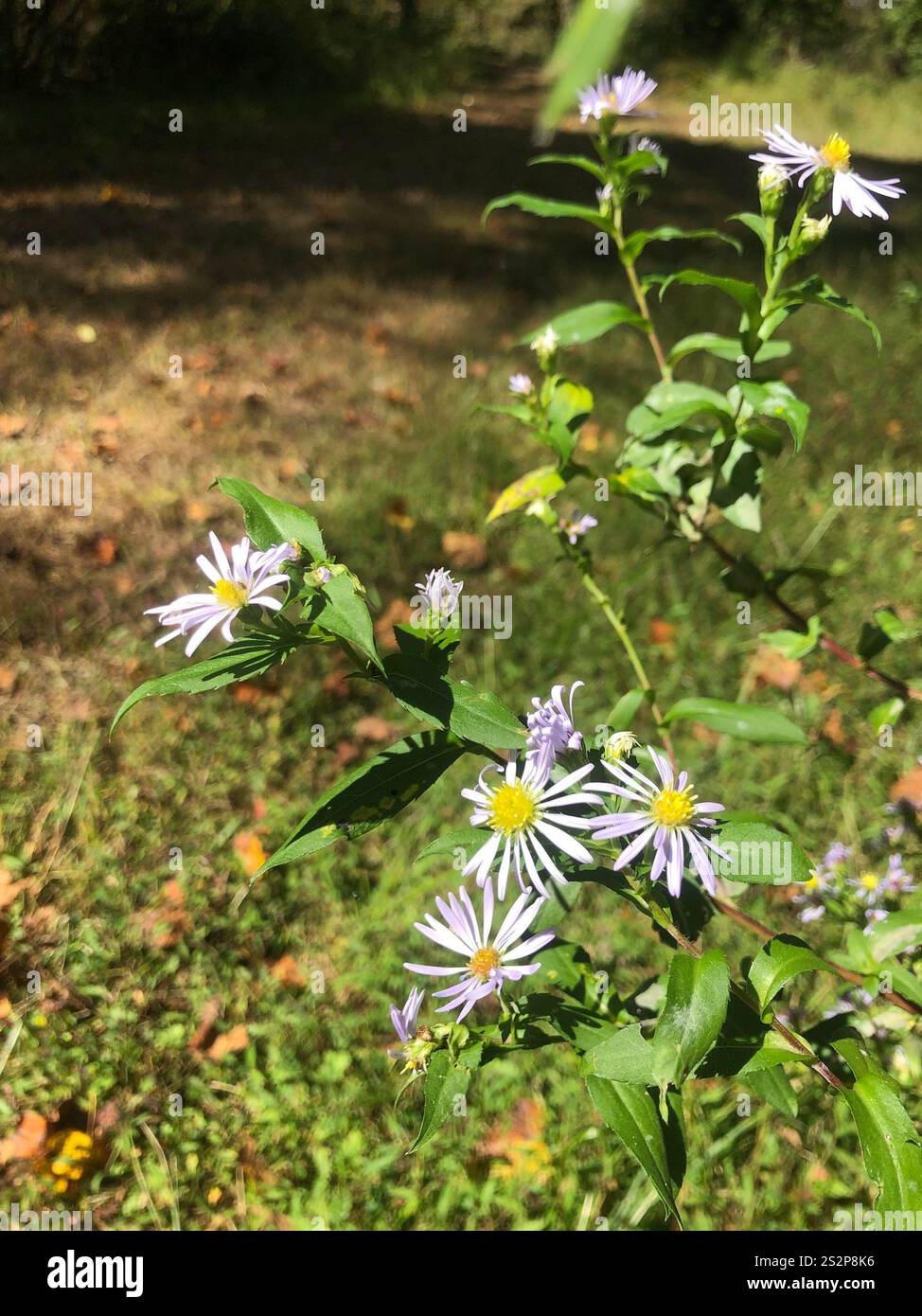 common swamp aster (Symphyotrichum puniceum puniceum Stock Photo - Alamy