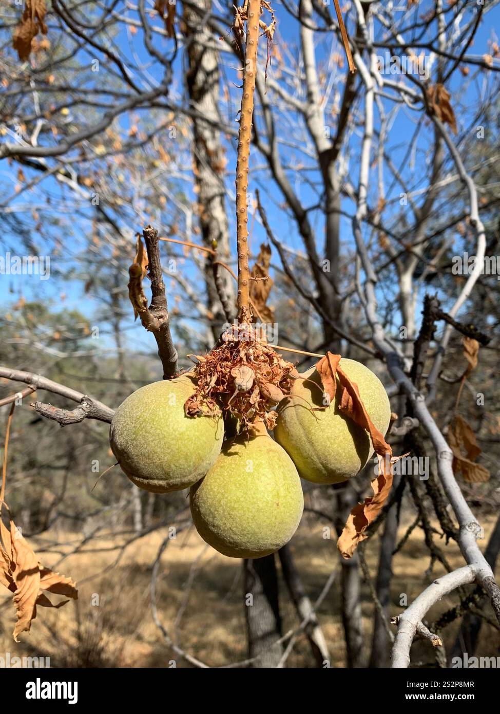 California buckeye (Aesculus californica Stock Photo - Alamy