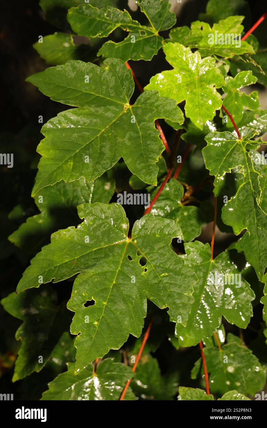 sycamore maple (Acer pseudoplatanus Stock Photo - Alamy