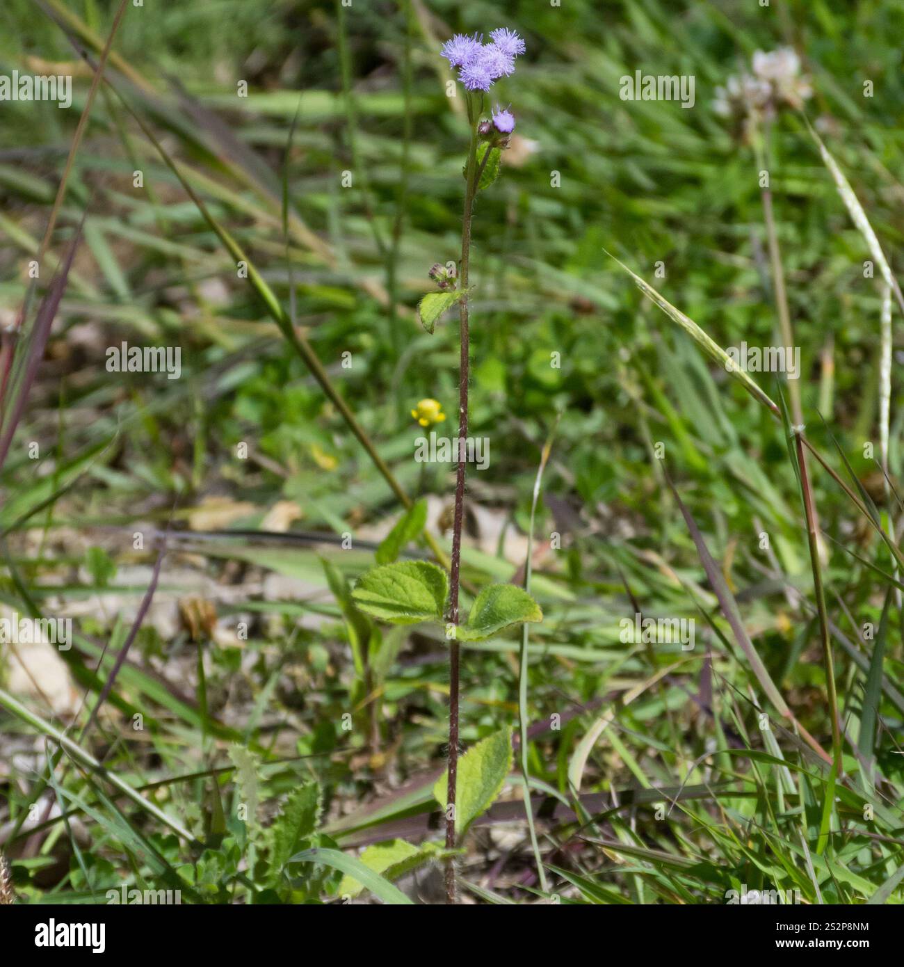 billygoat weed (Ageratum conyzoides Stock Photo - Alamy