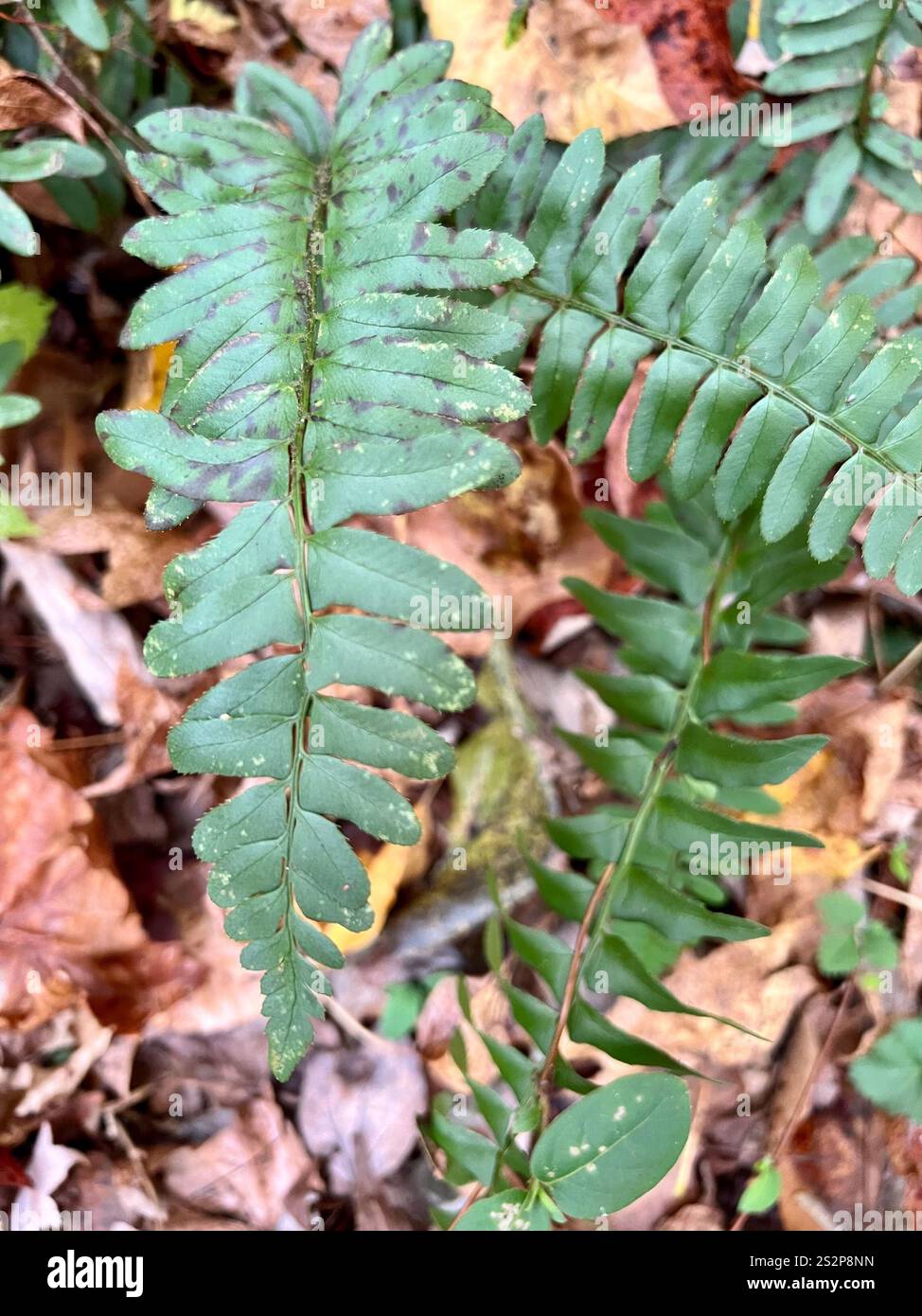 Christmas fern (Polystichum acrostichoides Stock Photo - Alamy