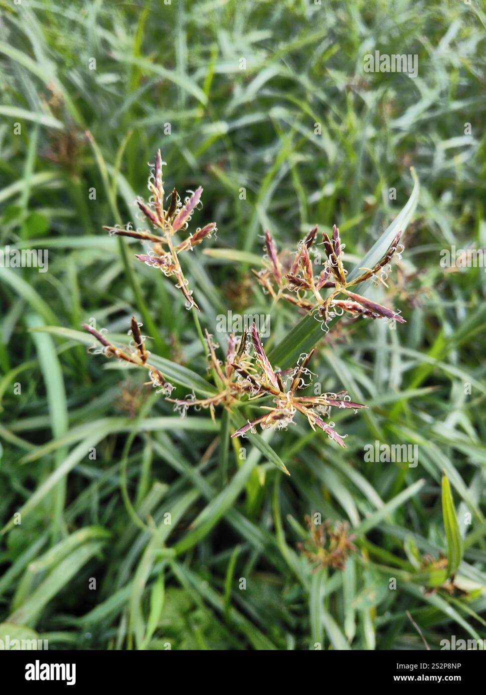 Purple nutsedge (Cyperus rotundus Stock Photo - Alamy