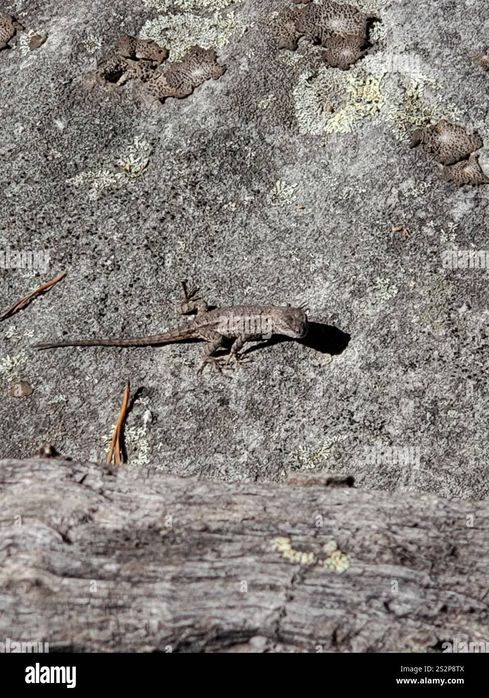 Eastern Fence Lizard (Sceloporus undulatus Stock Photo - Alamy