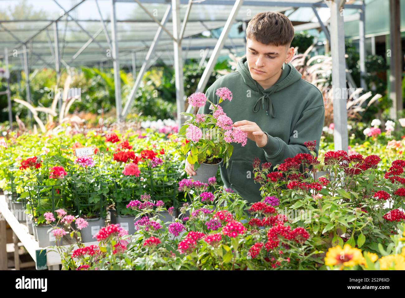 Guy is touched and mesmerized by dense and thick rich inflorescences of ...