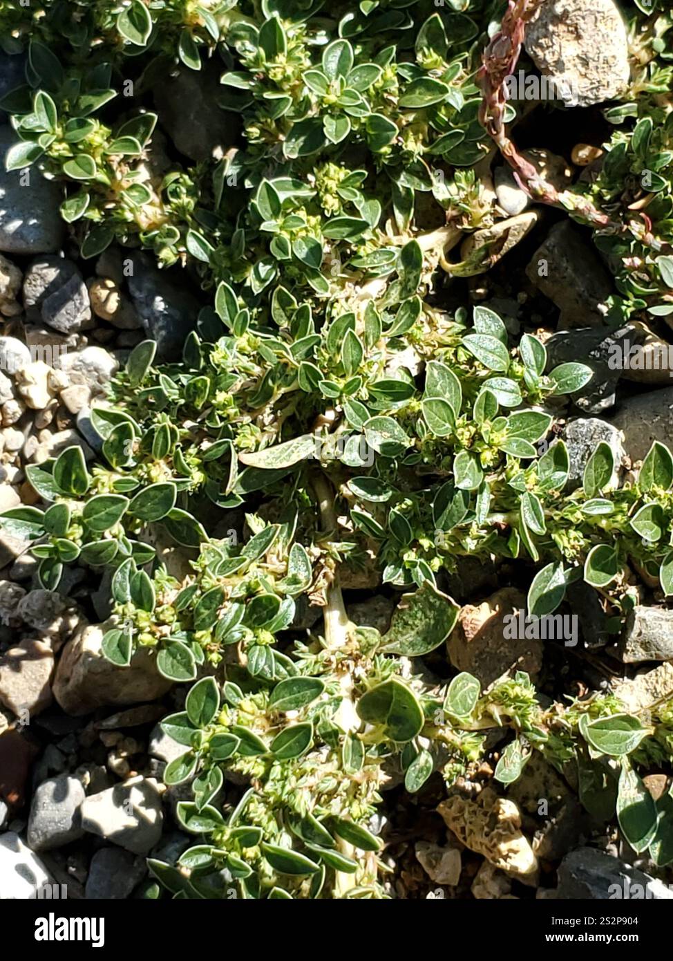prostrate pigweed (Amaranthus albus Stock Photo - Alamy