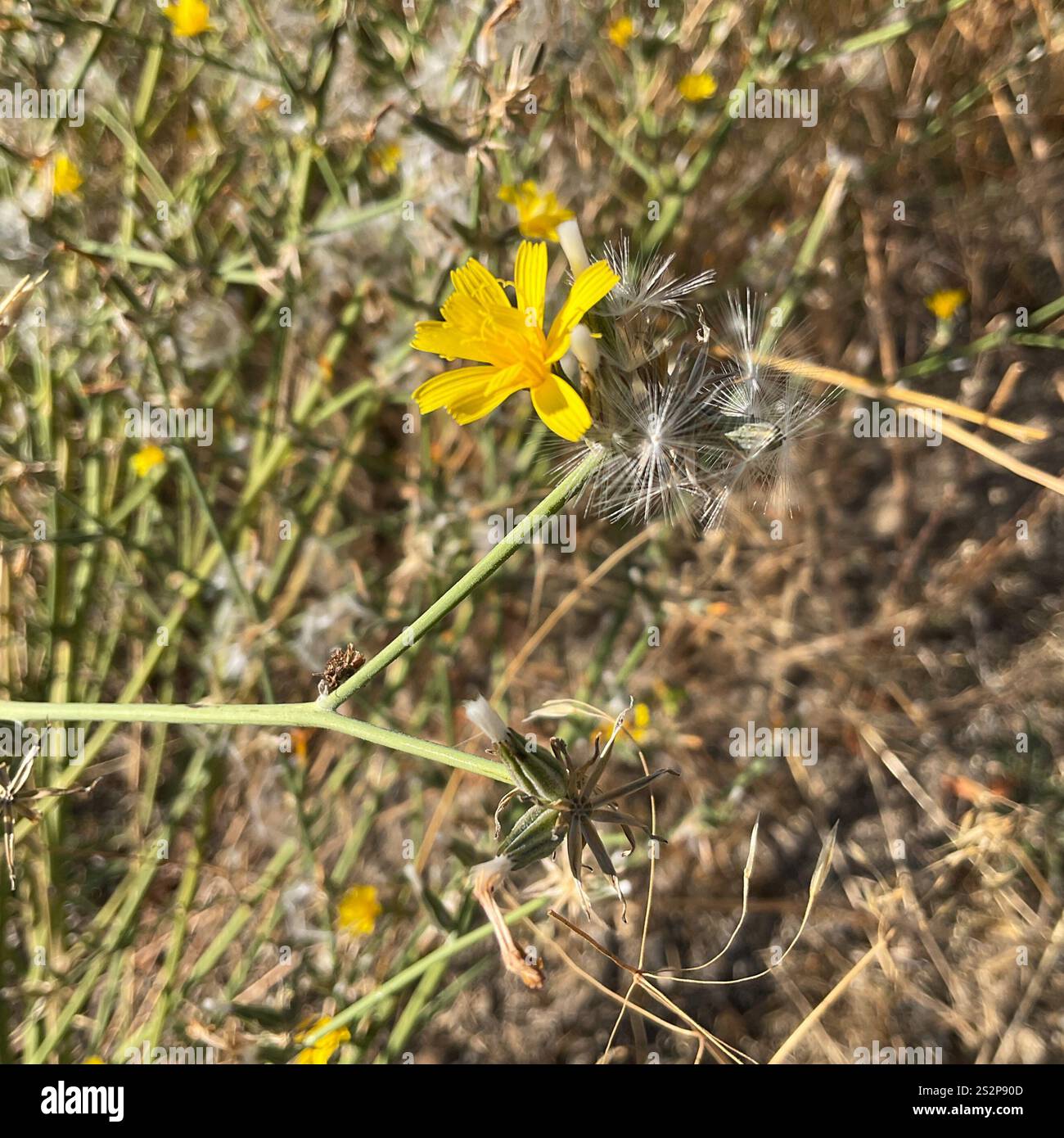 Rush Skeletonweed (Chondrilla juncea Stock Photo - Alamy
