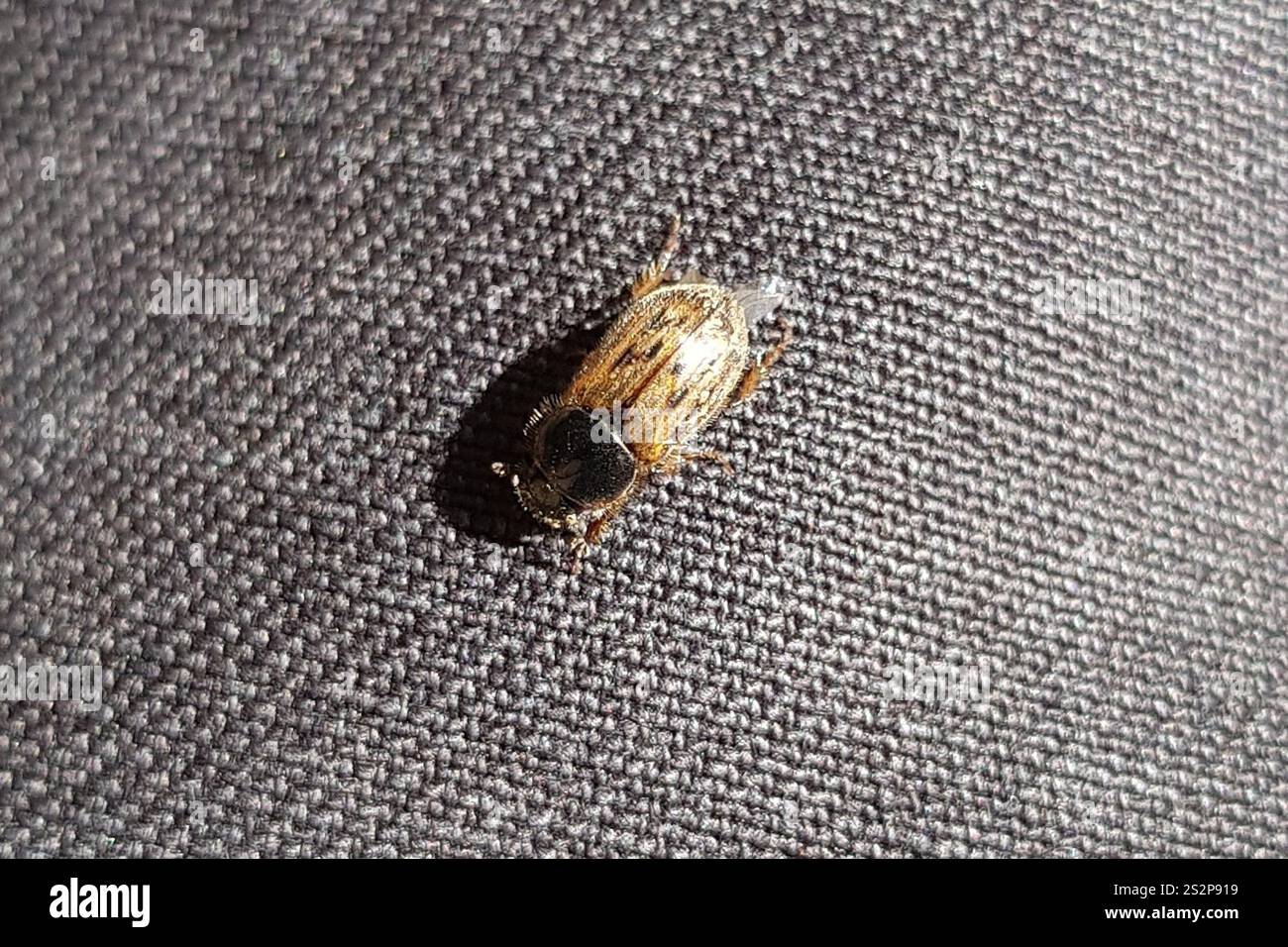 black-streaked dung beetle (Nimbus contaminatus Stock Photo - Alamy