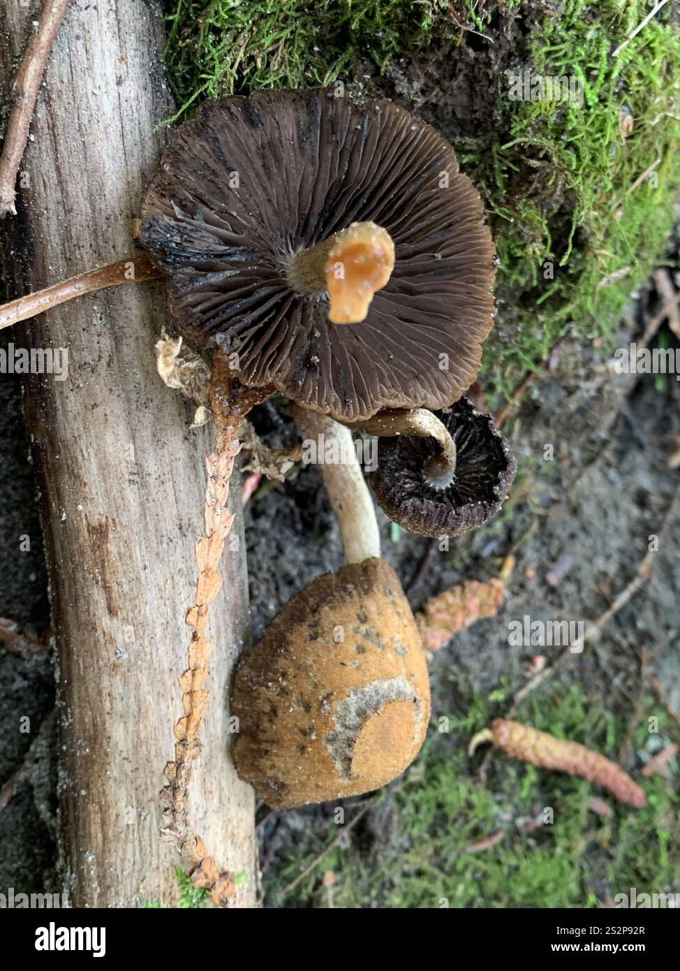 spring brittlestem (Psathyrella spadiceogrisea Stock Photo - Alamy