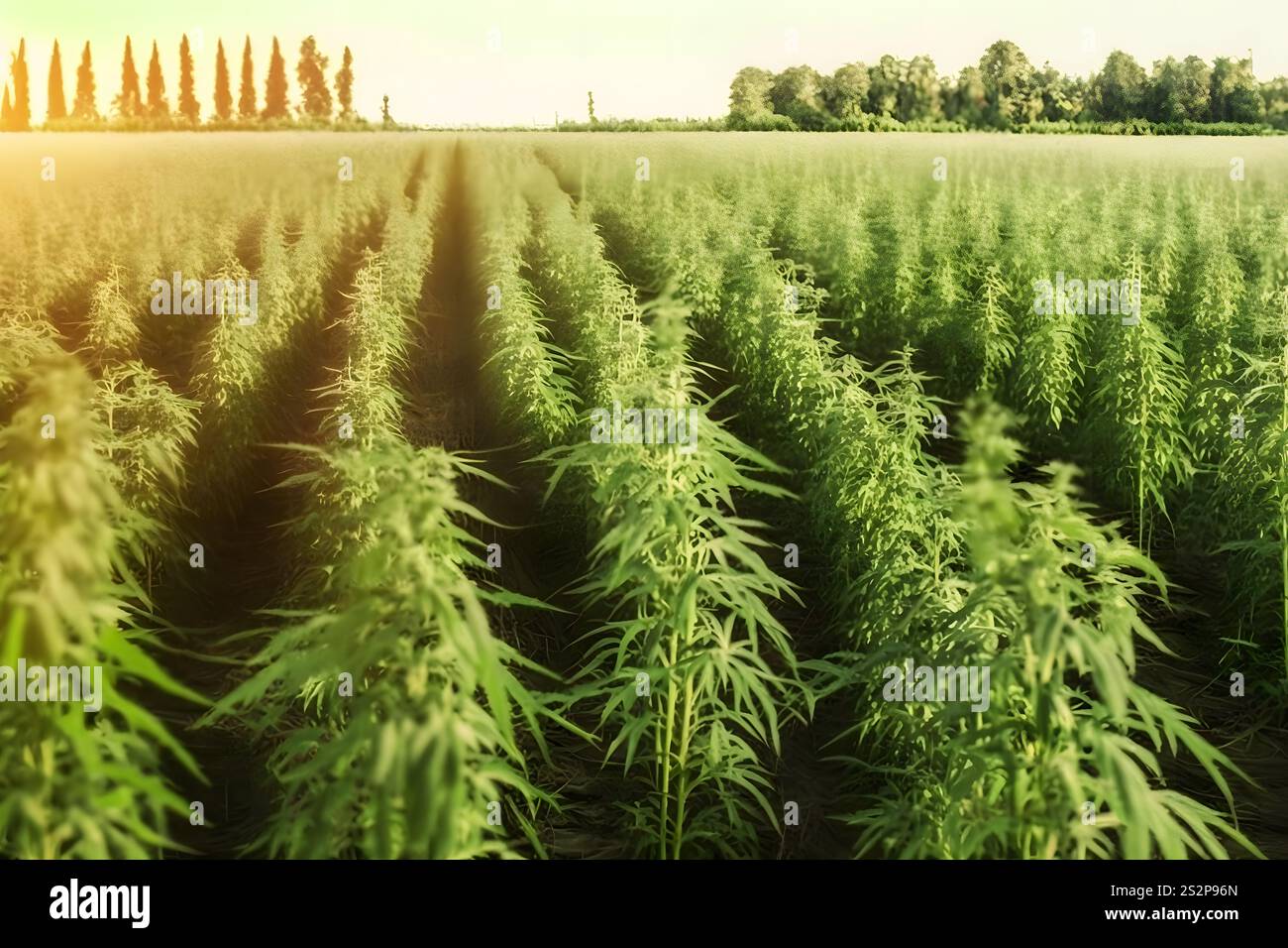 Marijuana bloom Plants nature of farm field with green. Neural network ...