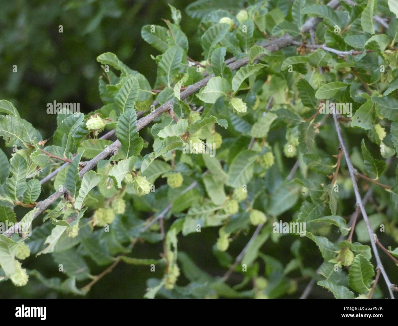 Patagonian oak (Nothofagus obliqua Stock Photo - Alamy