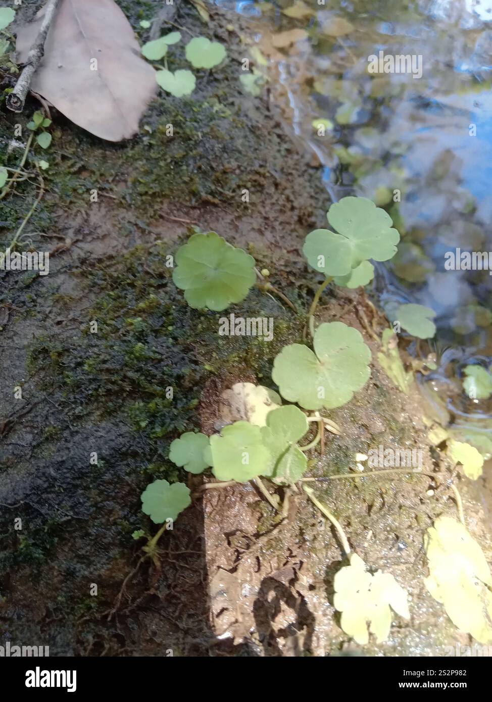 floating marsh pennywort (Hydrocotyle ranunculoides Stock Photo - Alamy