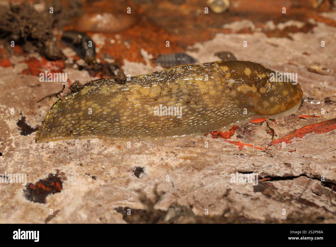 Green Cellar Slug (Limacus maculatus Stock Photo - Alamy
