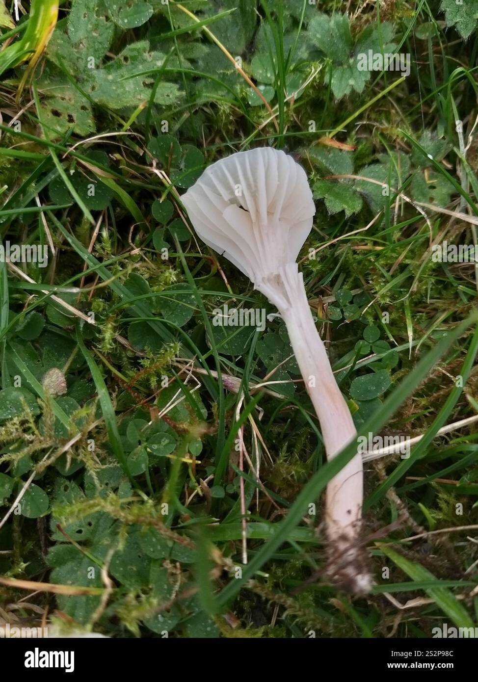 Snowy Waxcap (Cuphophyllus virgineus Stock Photo - Alamy