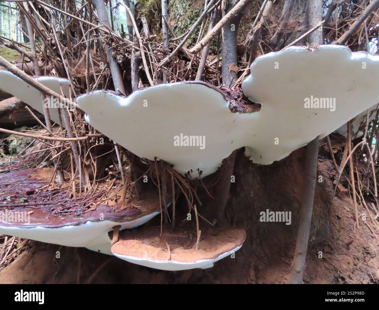 artist's bracket (Ganoderma applanatum Stock Photo - Alamy