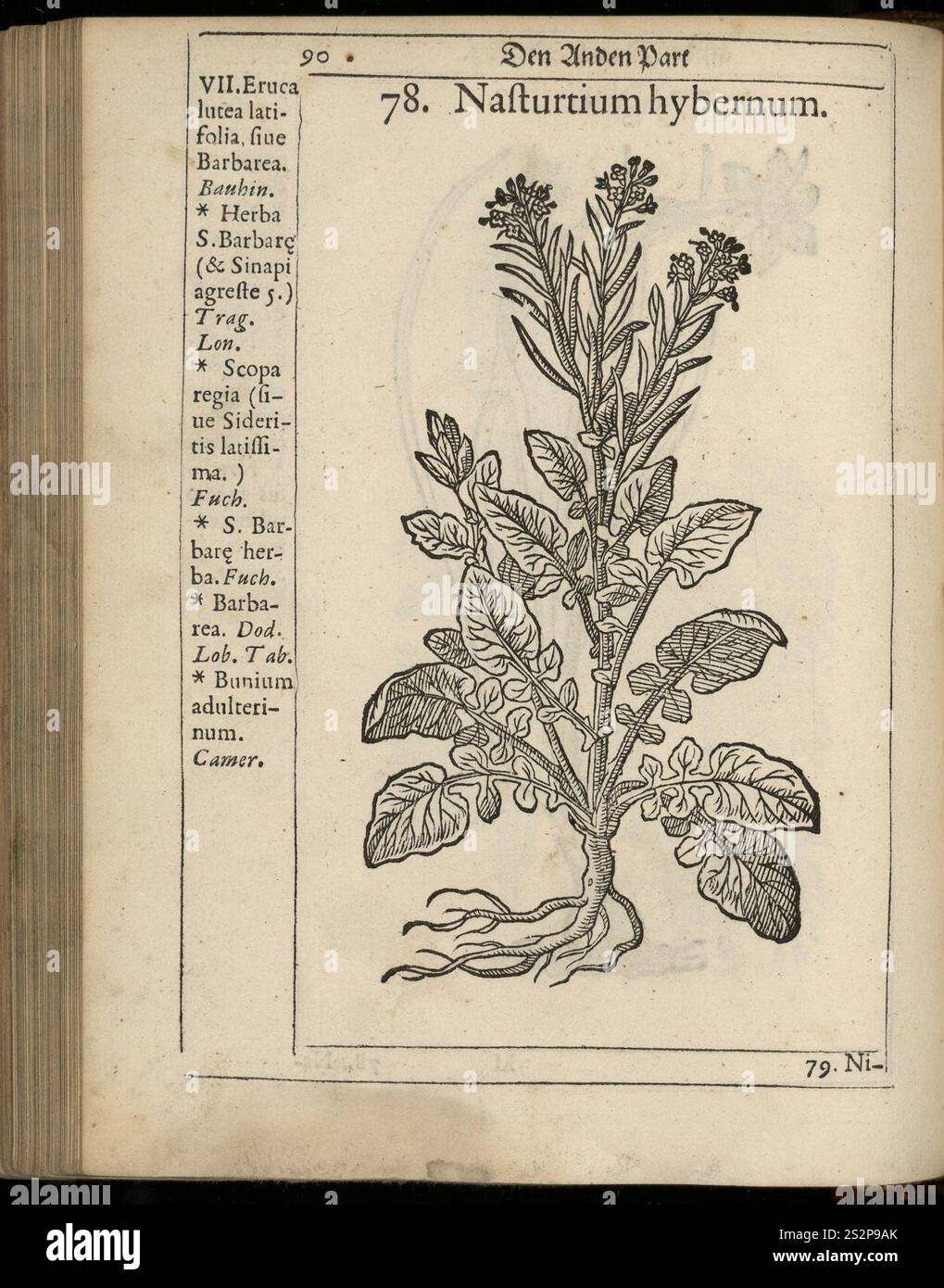 Flora danica, det er dansk urtebog 2-2-078 Stock Photo - Alamy