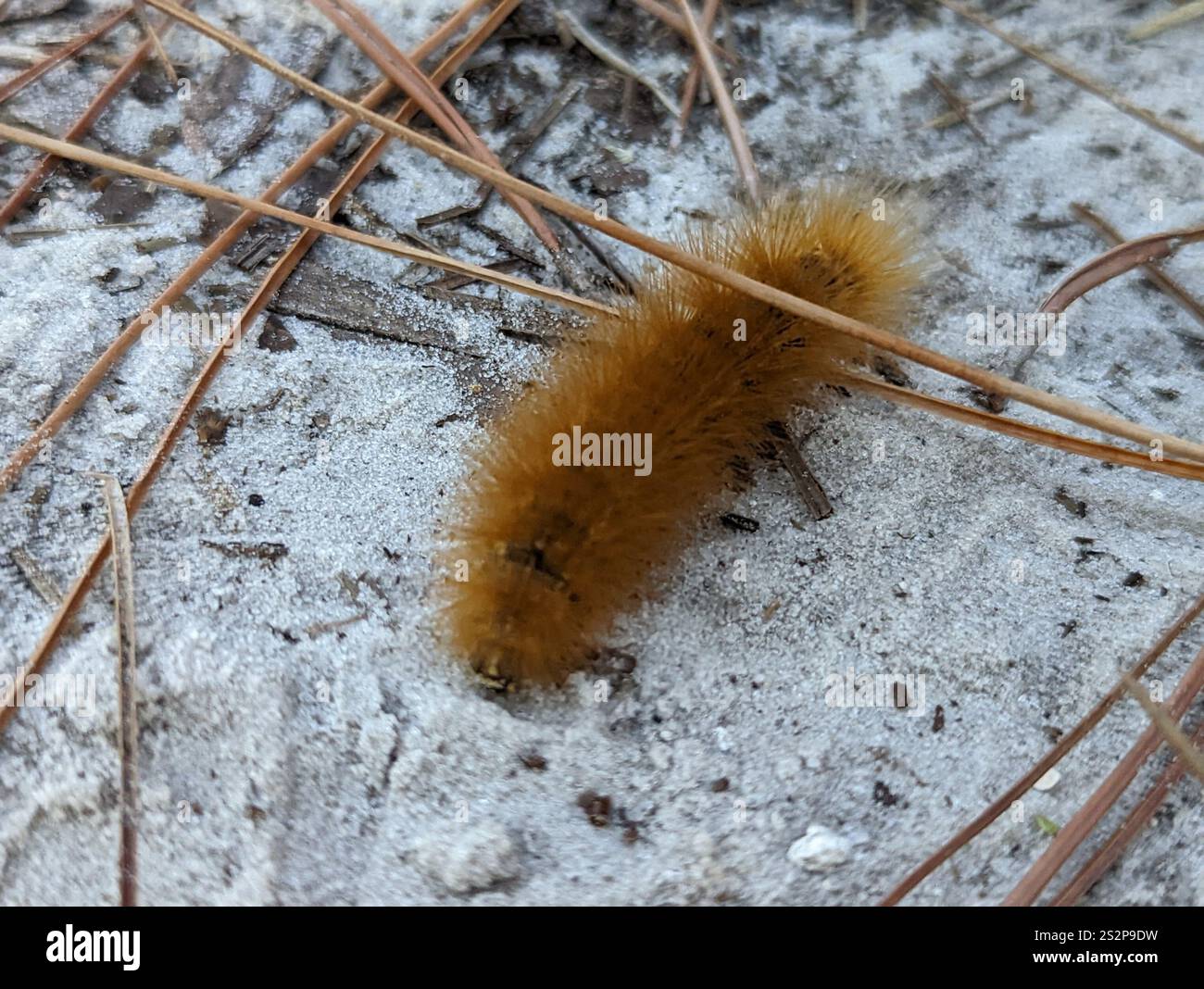 Salt Marsh Moth (Estigmene acrea Stock Photo - Alamy