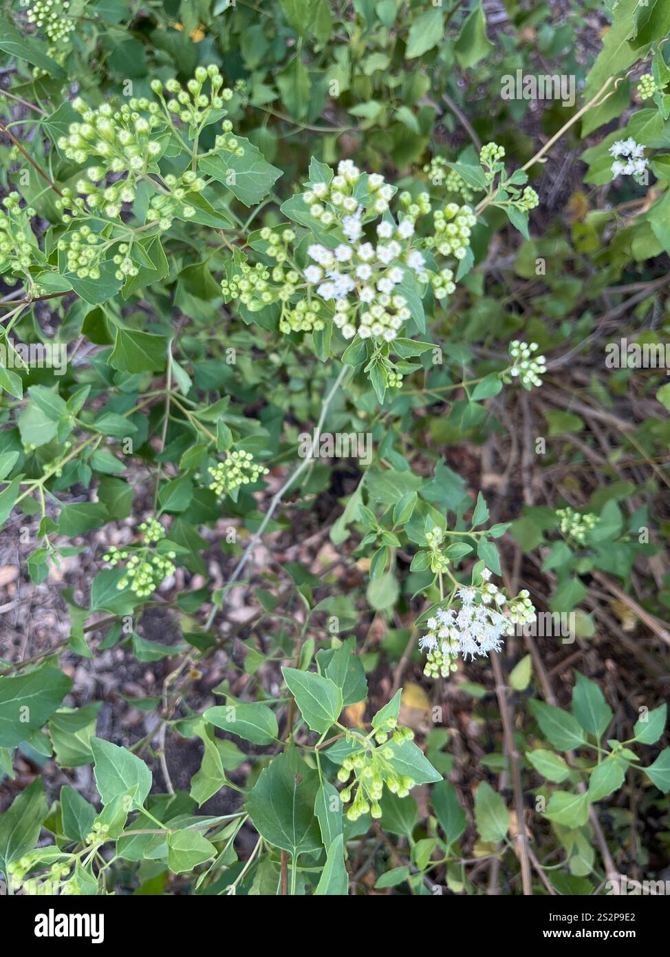 Shrubby boneset (Ageratina havanensis Stock Photo - Alamy