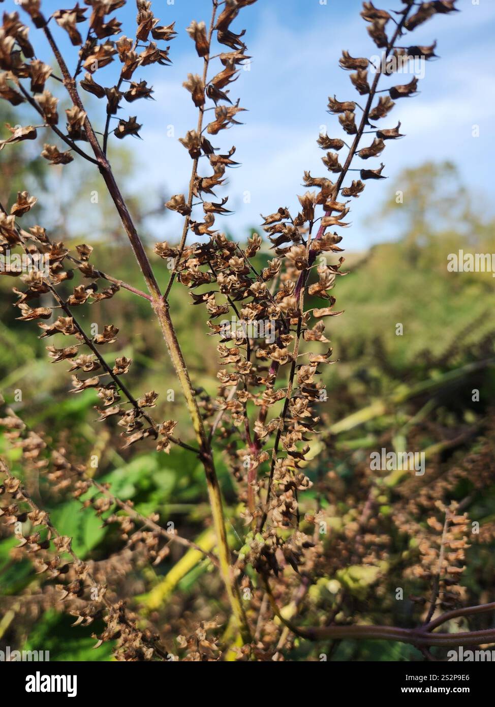 beefsteak plant (Perilla frutescens Stock Photo - Alamy