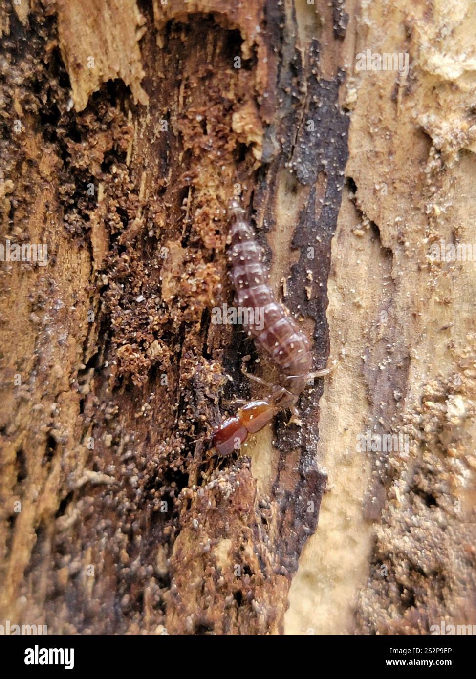American Square-headed Snakeflies (Negha Stock Photo - Alamy