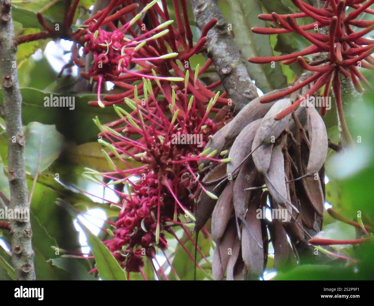 Rewarewa (Knightia excelsa Stock Photo - Alamy