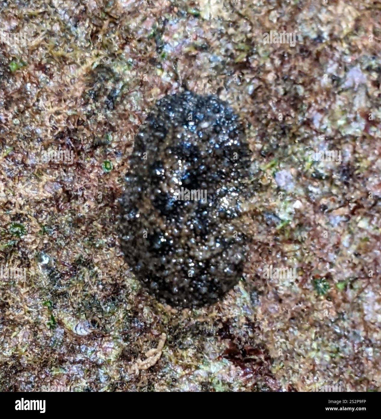 Hawaiian Warty Slug (Peronia platei Stock Photo - Alamy