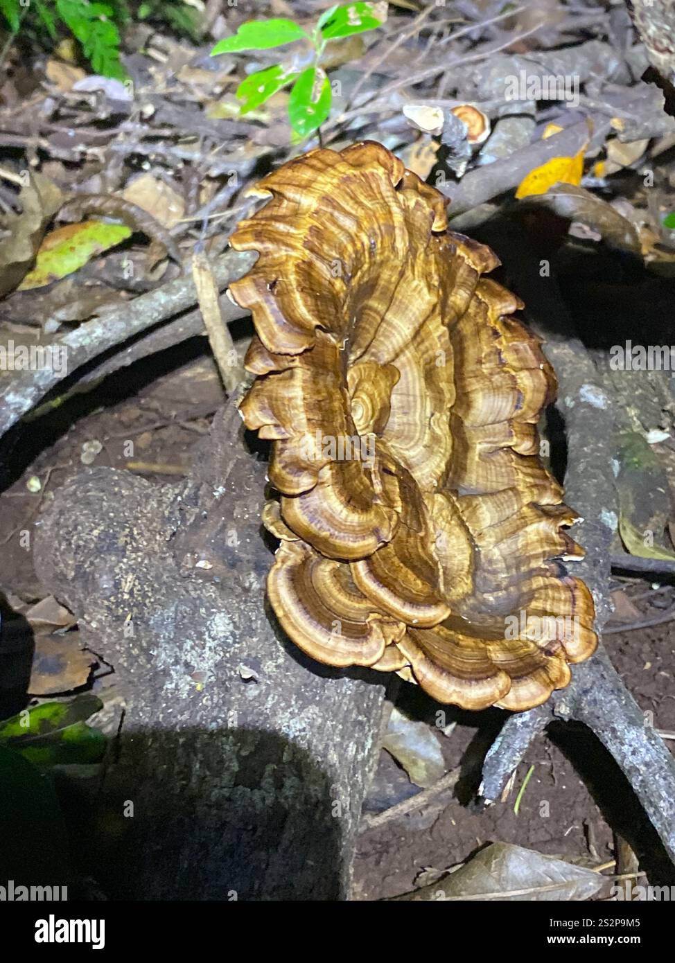 Micropore hi-res stock photography and images - Alamy