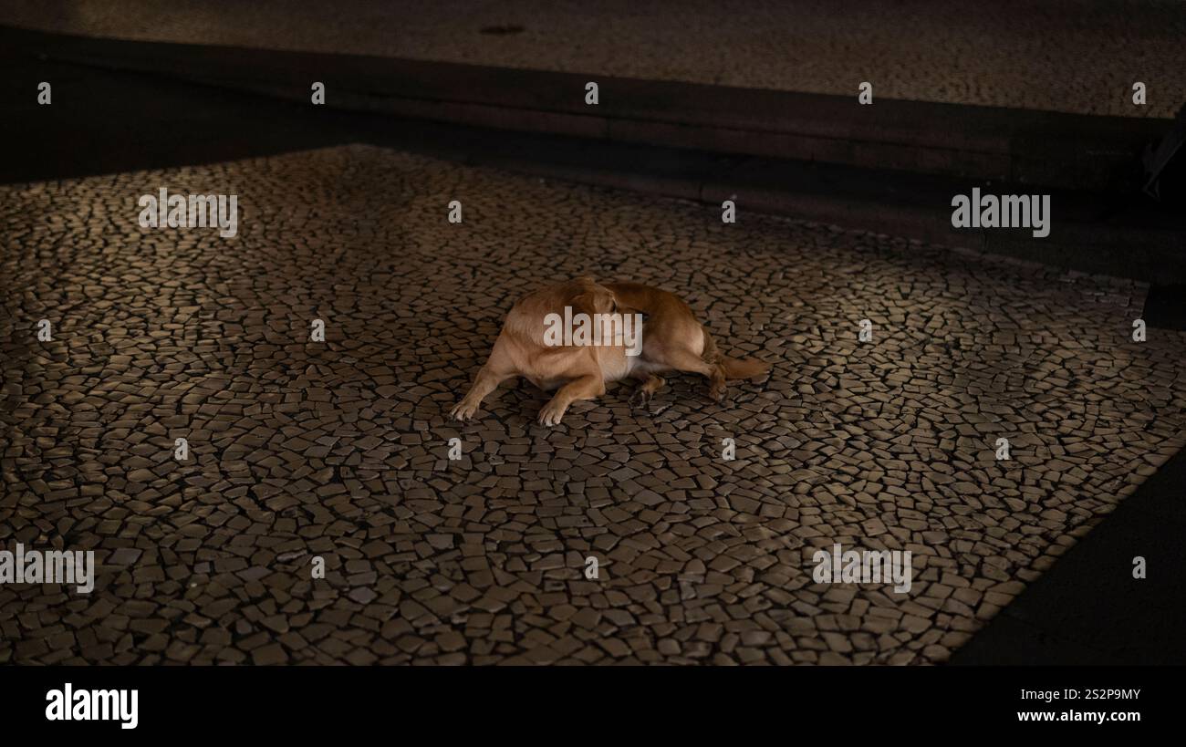 A stray dog sleeps curled up on a cobblestone pavement at night ...