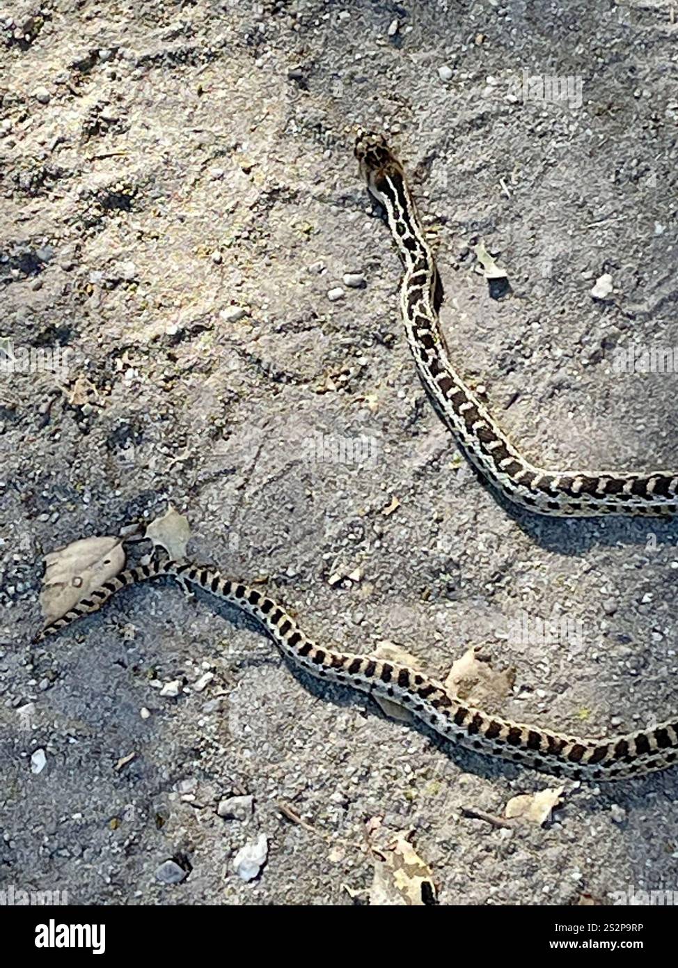 Pacific Gopher Snake (Pituophis catenifer catenifer Stock Photo - Alamy