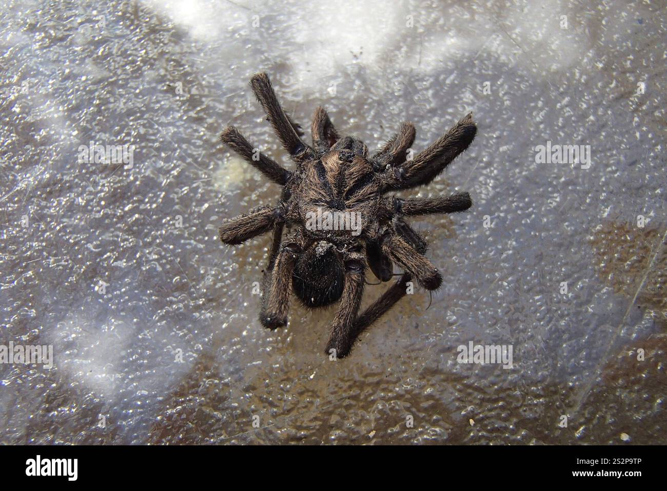 Brown Trapdoor Spiders (Arbanitis Stock Photo - Alamy
