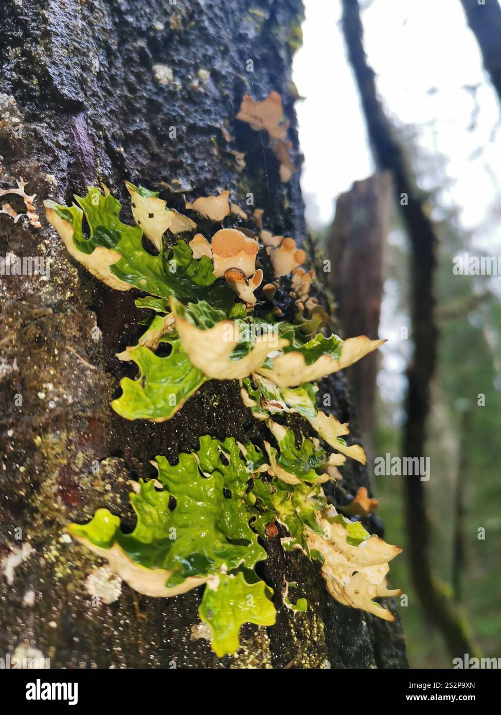 Tree Lungwort (Lobaria pulmonaria Stock Photo - Alamy