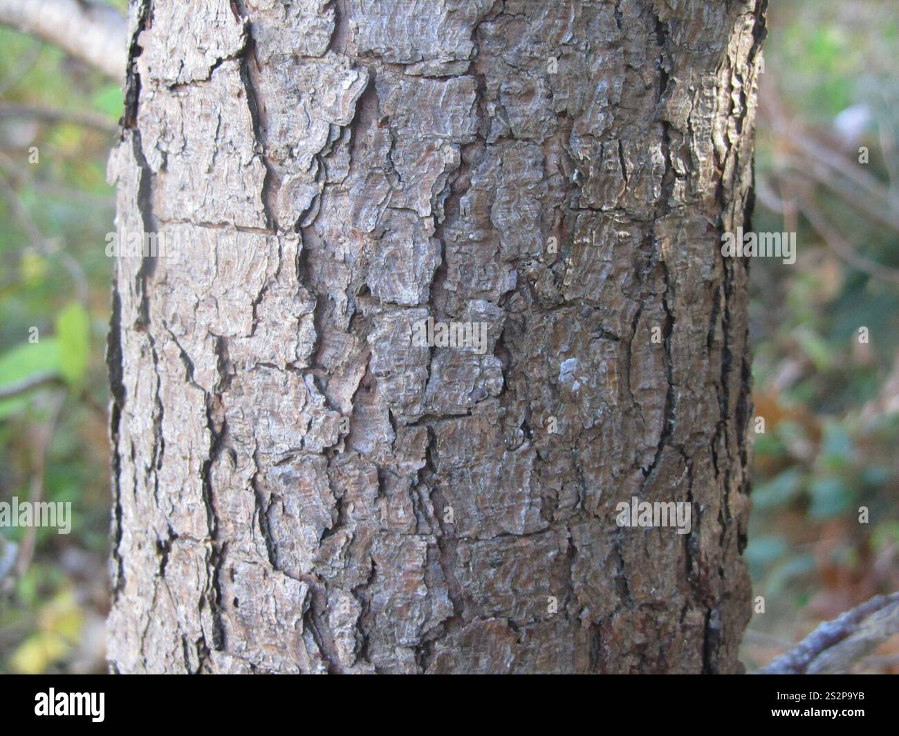 hard pines (Pinus Stock Photo - Alamy