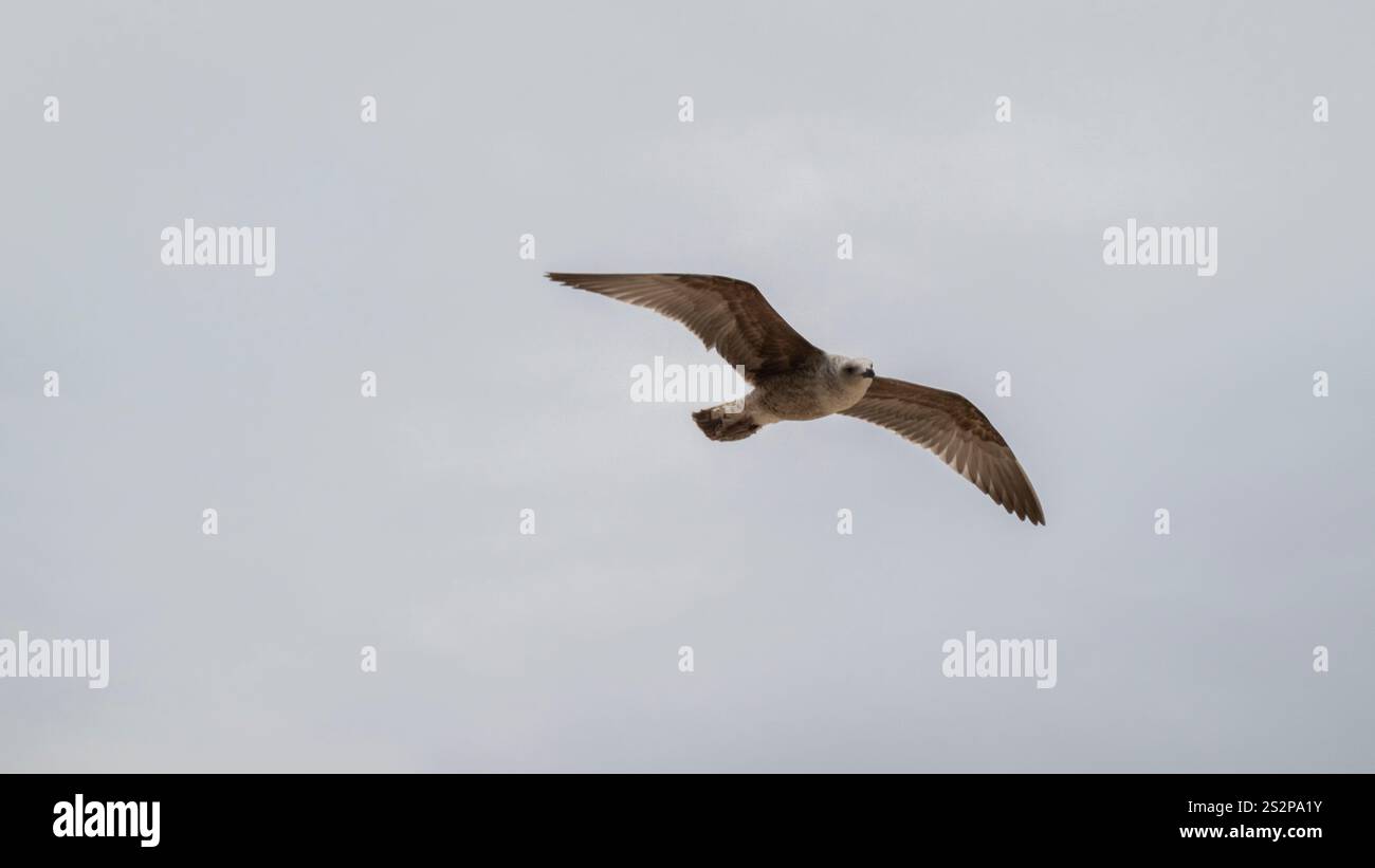 A lone seagull soars through the pale sky with its wings fully extended ...