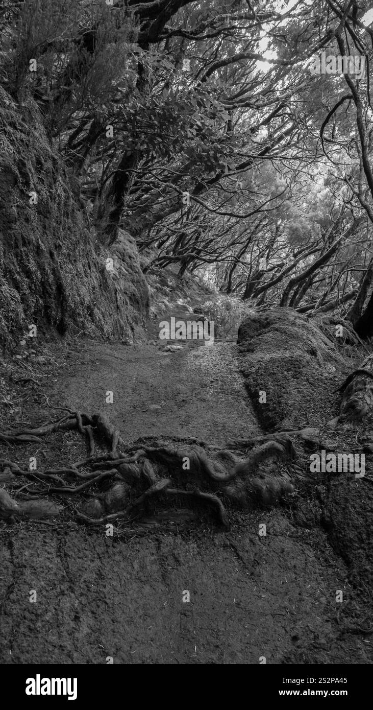 Dense shadows Black and White Stock Photos & Images - Alamy