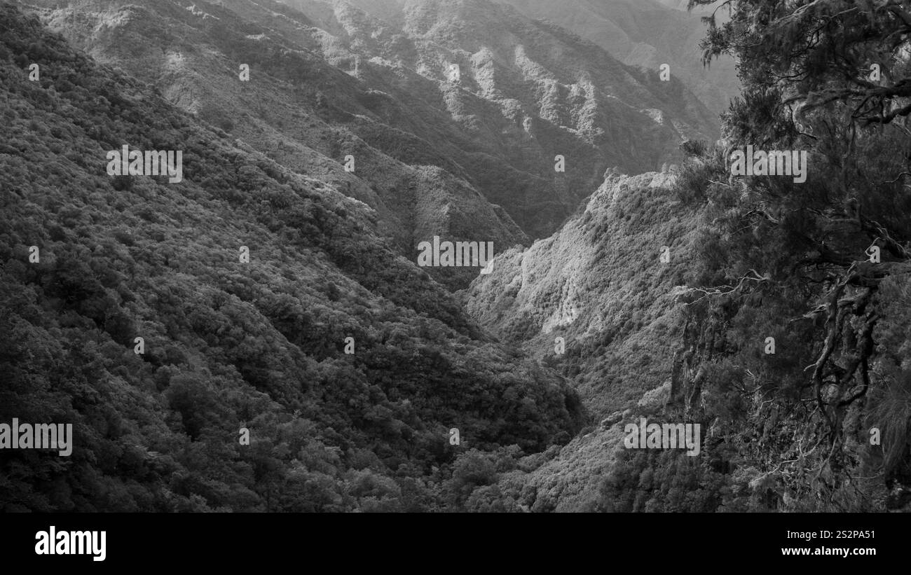 A black-and-white image of a deep valley covered in dense vegetation ...