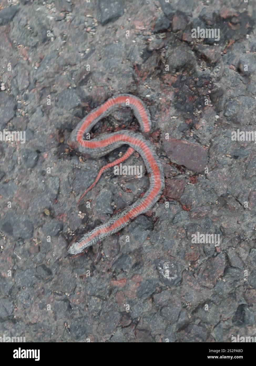 Northern Redbelly Snake (Storeria occipitomaculata occipitomaculata ...