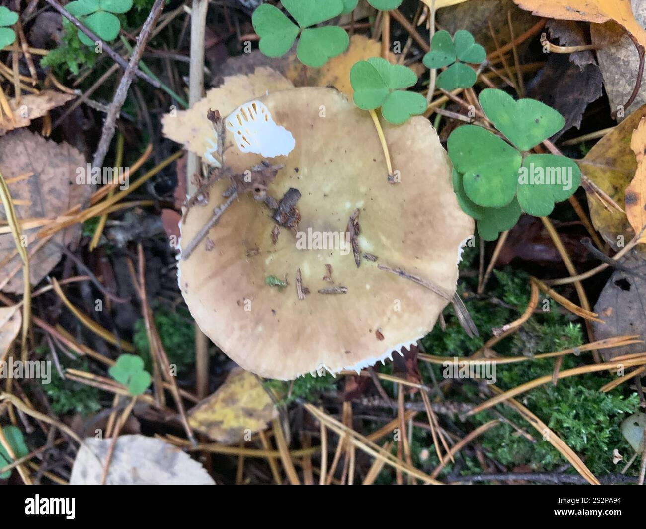 Fragile Brittlegill (Russula fragilis Stock Photo - Alamy