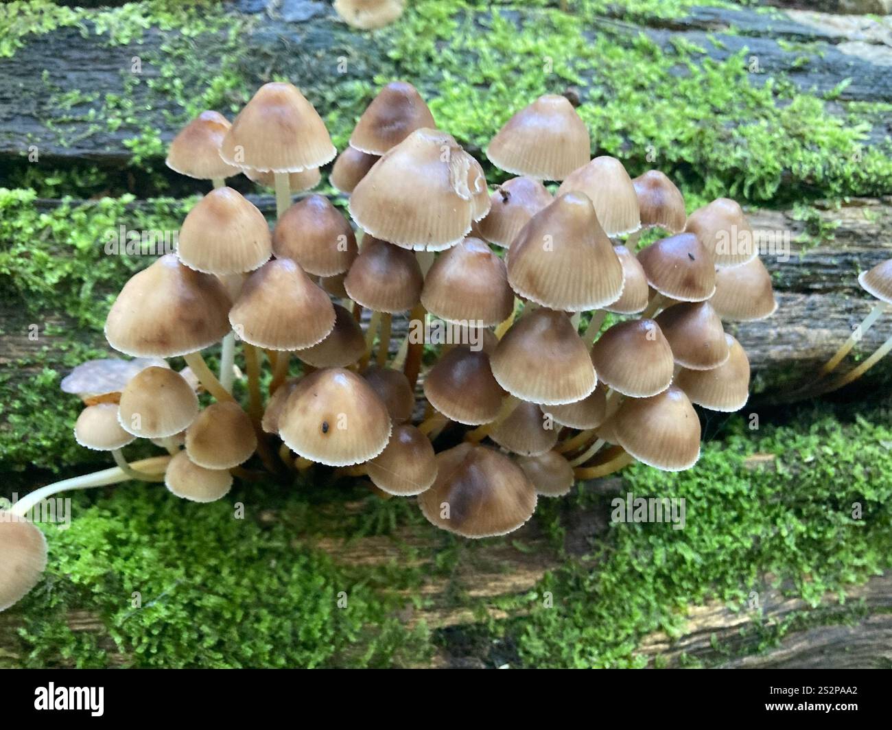 clustered bonnet (Mycena inclinata Stock Photo - Alamy