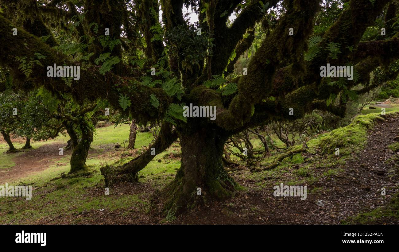 A large moss-covered tree with sprawling branches in a lush, green ...