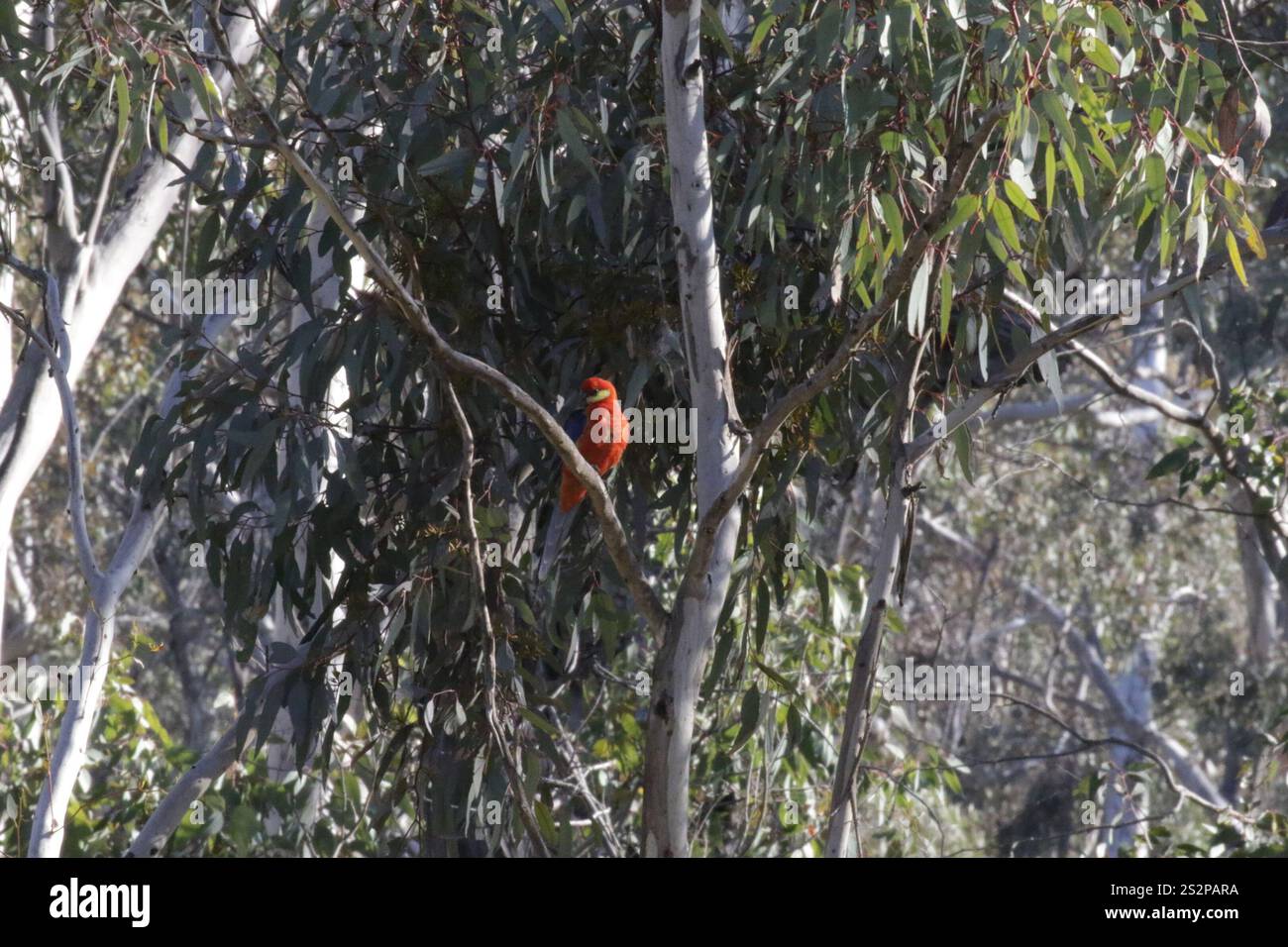 Western Rosella (Platycercus icterotis Stock Photo - Alamy