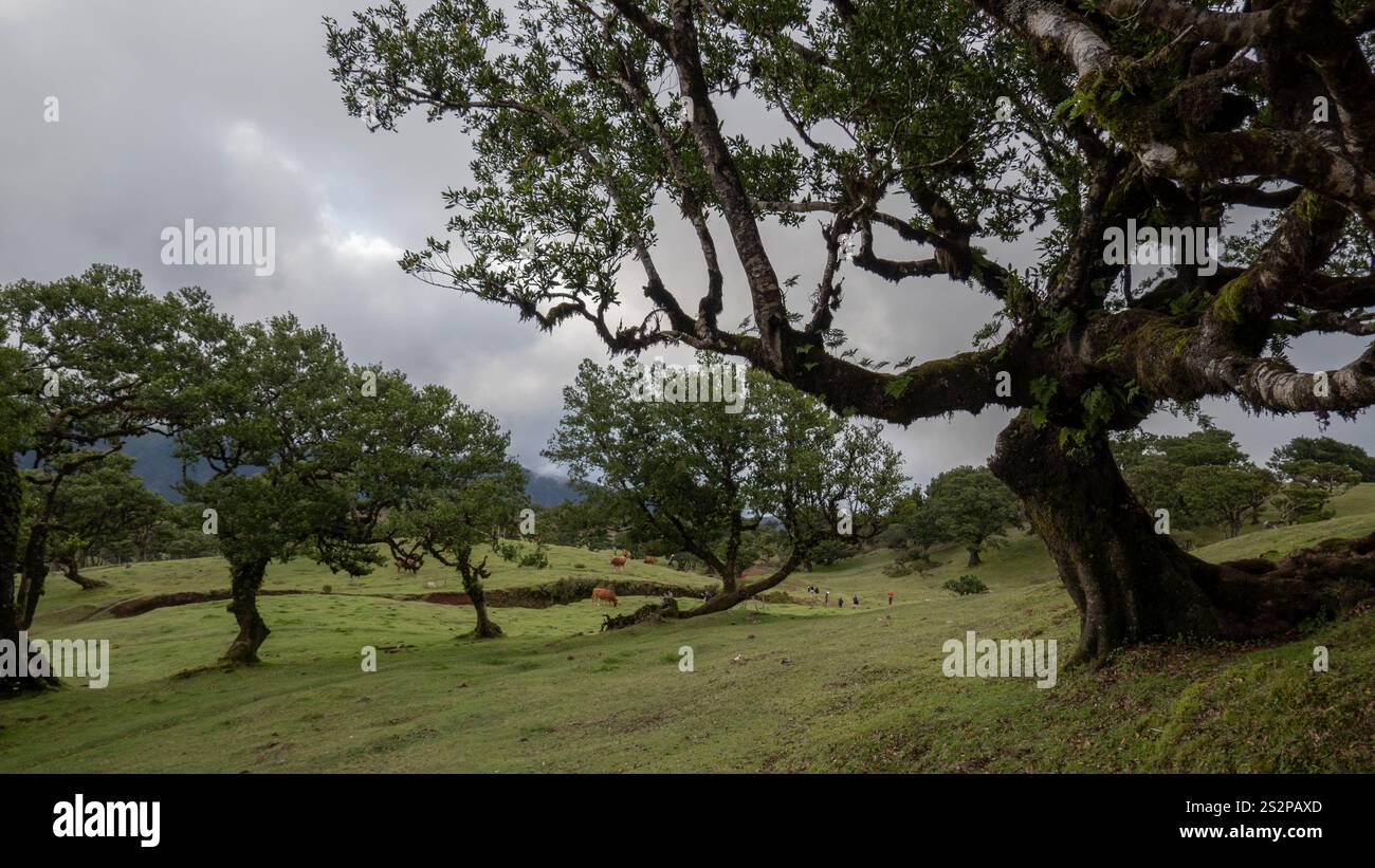 A scenic landscape featuring ancient, moss-covered trees in a lush ...