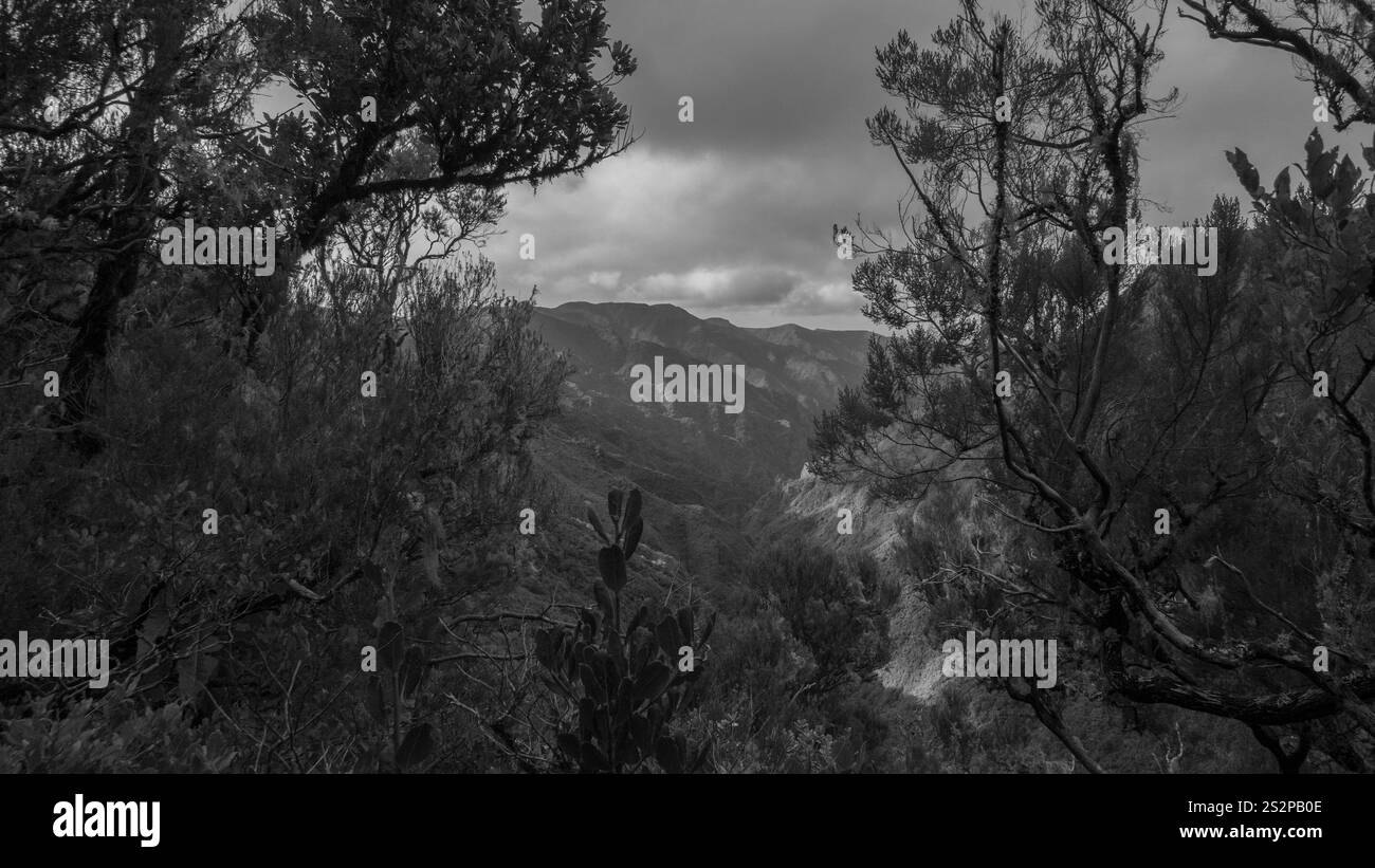 Mountain dense forest trees Black and White Stock Photos & Images - Alamy