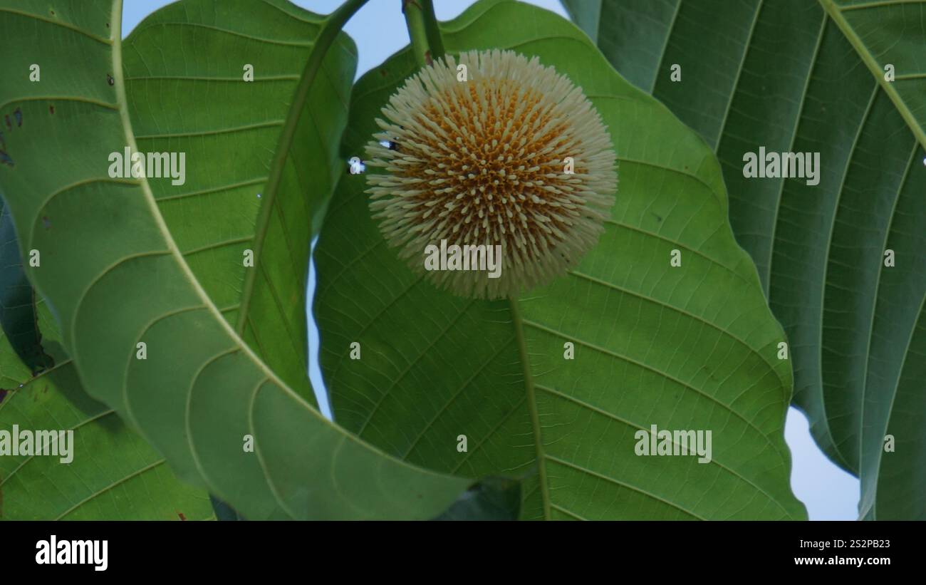 Neolamarckia cadamba (Jabon, Nauclea cadamba, burflower-tree, laran ...