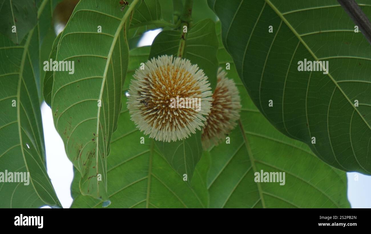 Neolamarckia cadamba (Jabon, Nauclea cadamba, burflower-tree, laran ...